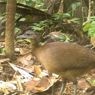 inhambu-galinha (Tinamus guttatus) | WikiAves - A Enciclopédia das Aves ...