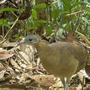 inhambu-galinha (Tinamus guttatus) | WikiAves - A Enciclopédia das Aves ...