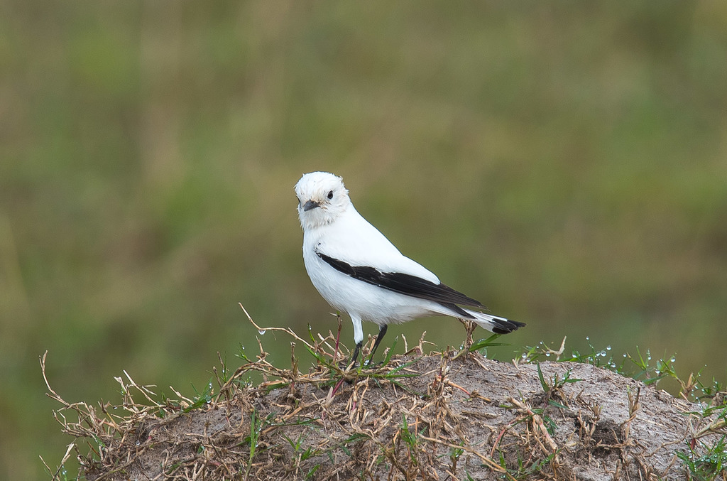Foto noivinha (Xolmis irupero) Por Maceto ( Marcelo Aceto ) | Wiki Aves ...