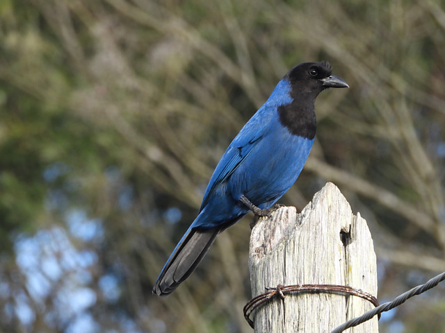 Foto gralha-azul (Cyanocorax caeruleus) Por Laudelino Moura Jr. | Wiki ...