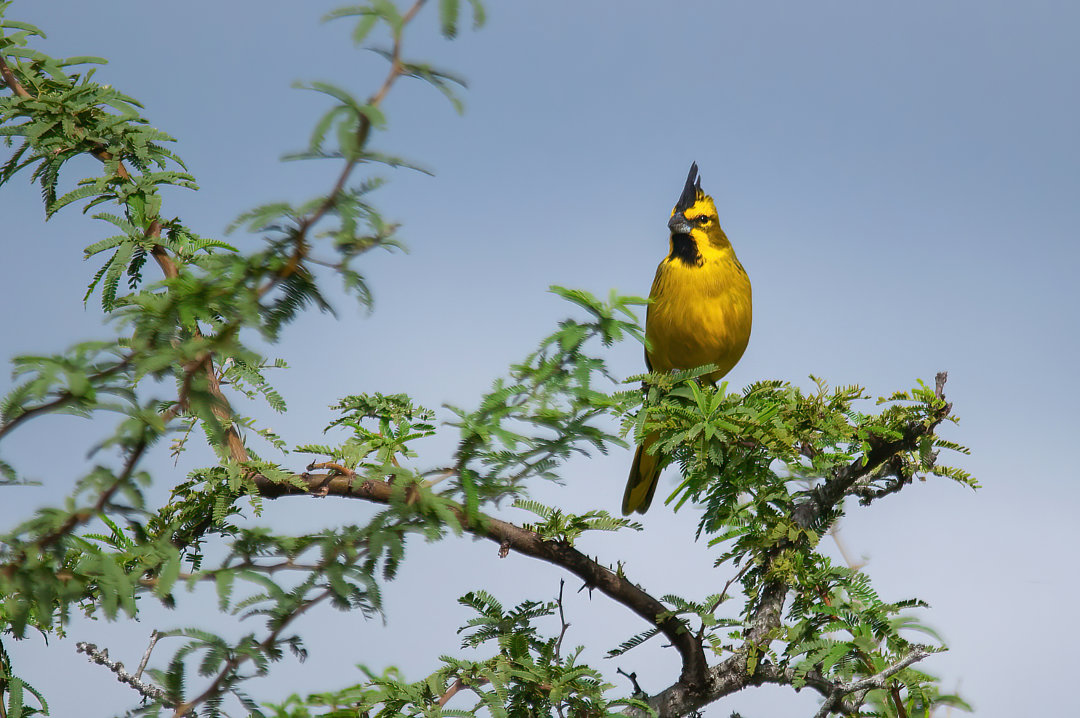 Foto cardeal-amarelo (Gubernatrix cristata) Por Raphael Kurz - Aves do ...