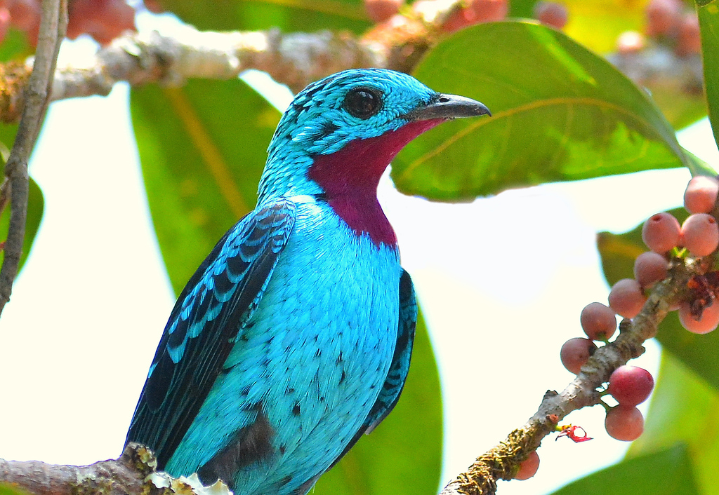 Foto anambé-azul (Cotinga cayana) Por Robson Czaban | Wiki Aves - A ...