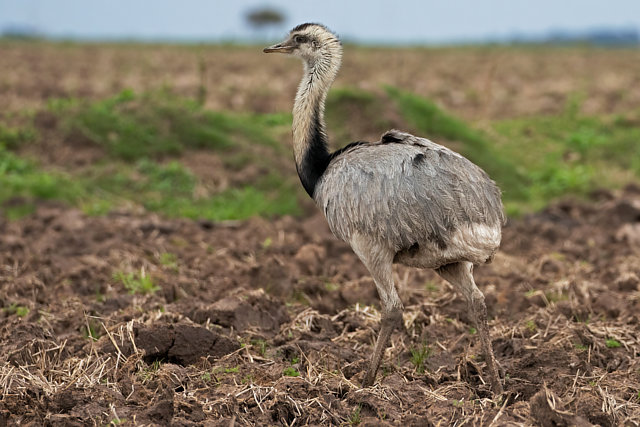 Foto ema (Rhea americana) Por Leonildo Piovesan - Seberí-RS | Wiki Aves ...