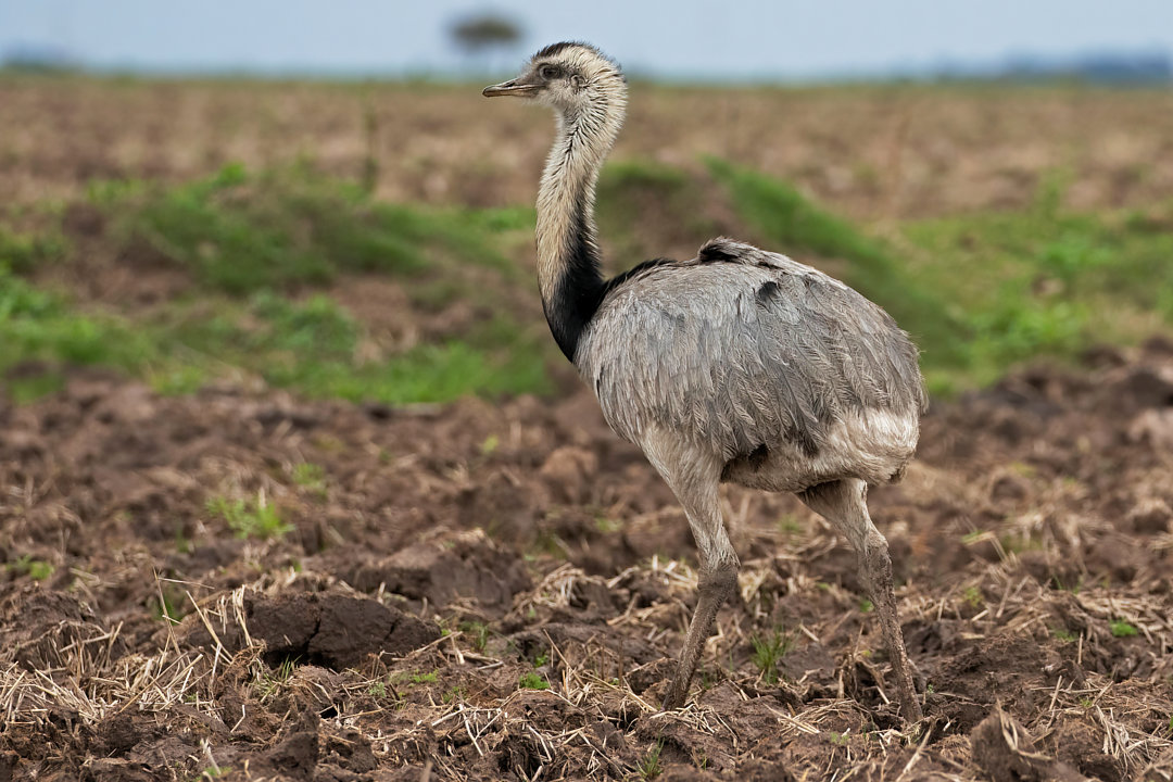Foto ema (Rhea americana) Por Leonildo Piovesan - Seberí-RS | Wiki Aves ...