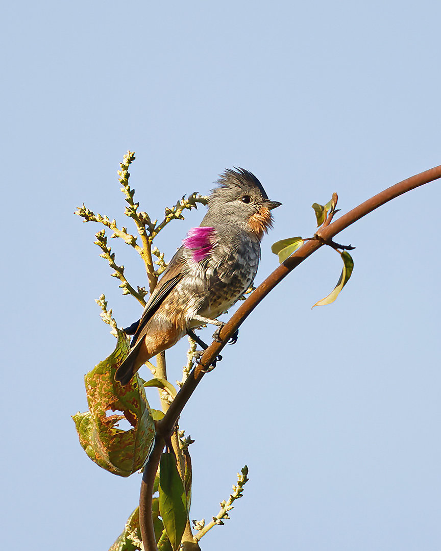 Foto anambezinho (Iodopleura pipra) Por Paulo Mascaretti | Wiki Aves ...