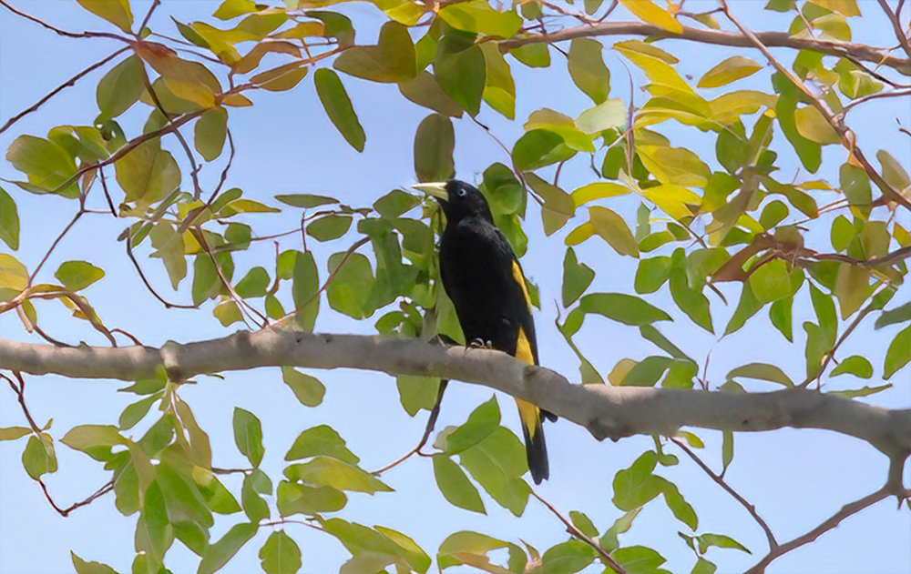 Foto xexéu (Cacicus cela) Por Fernando Pacheco | Wiki Aves - A ...
