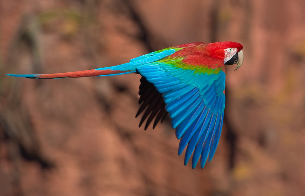 Foto arara-vermelha (Ara chloropterus) Por Guilherme Gallo Ortiz | Wiki ...