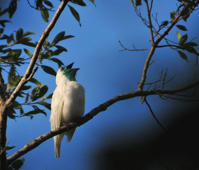 Foto araponga (Procnias nudicollis) Por Rafael Fortes | Wiki Aves - A ...