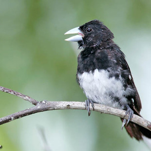 tiê-bicudo (Conothraupis mesoleuca) | WikiAves - A Enciclopédia das ...