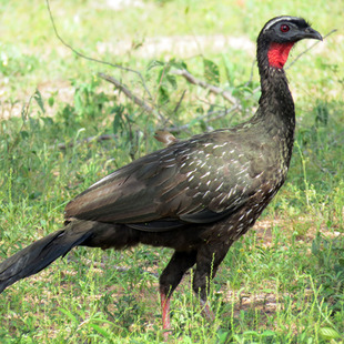 jacucaca (Penelope jacucaca) | WikiAves - A Enciclopédia das Aves do Brasil