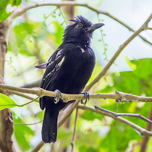 choca-selada (Thamnophilus cryptoleucus) | WikiAves - A Enciclopédia ...