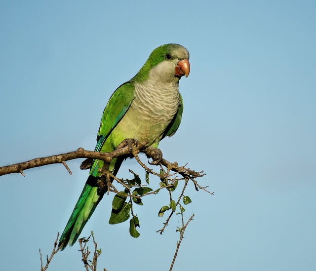caturrita (Myiopsitta monachus) | WikiAves - A Enciclopédia das Aves do ...