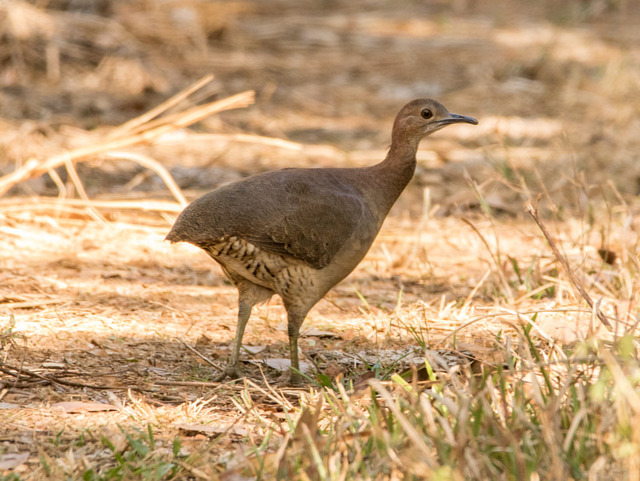 Foto jaó (Crypturellus undulatus) Por Ivaldo S. Silveira | Wiki Aves ...