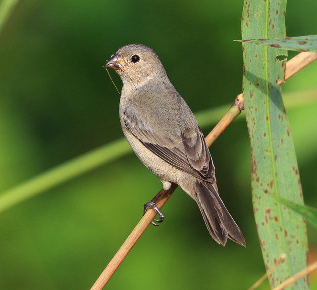 coleiro-do-norte (Sporophila americana) | WikiAves - A Enciclopédia das ...