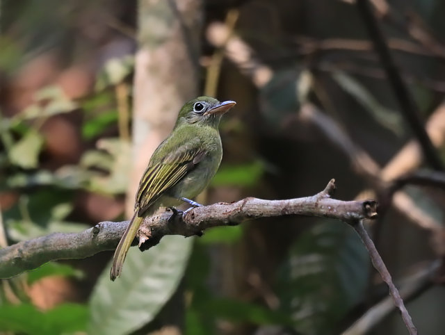 Foto bico-chato-grande (Rhynchocyclus olivaceus) Por Alexandre Vidal ...