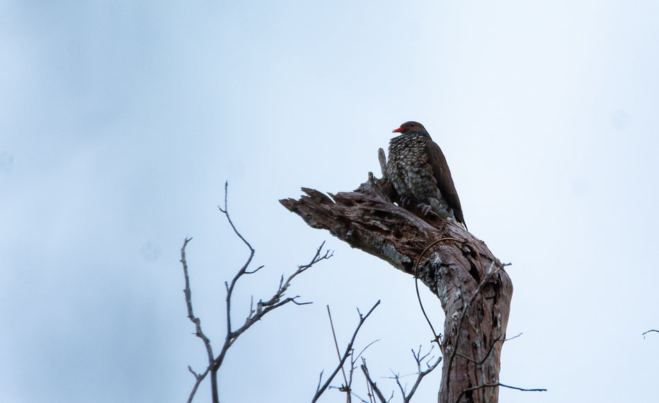 Foto pomba-trocal (Patagioenas speciosa) Por Rosi Oliveira | Wiki Aves ...