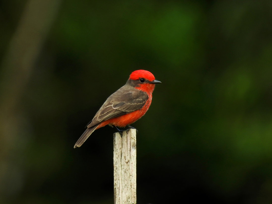 Foto príncipe (Pyrocephalus rubinus) Por João Arthur Scremim | Wiki ...