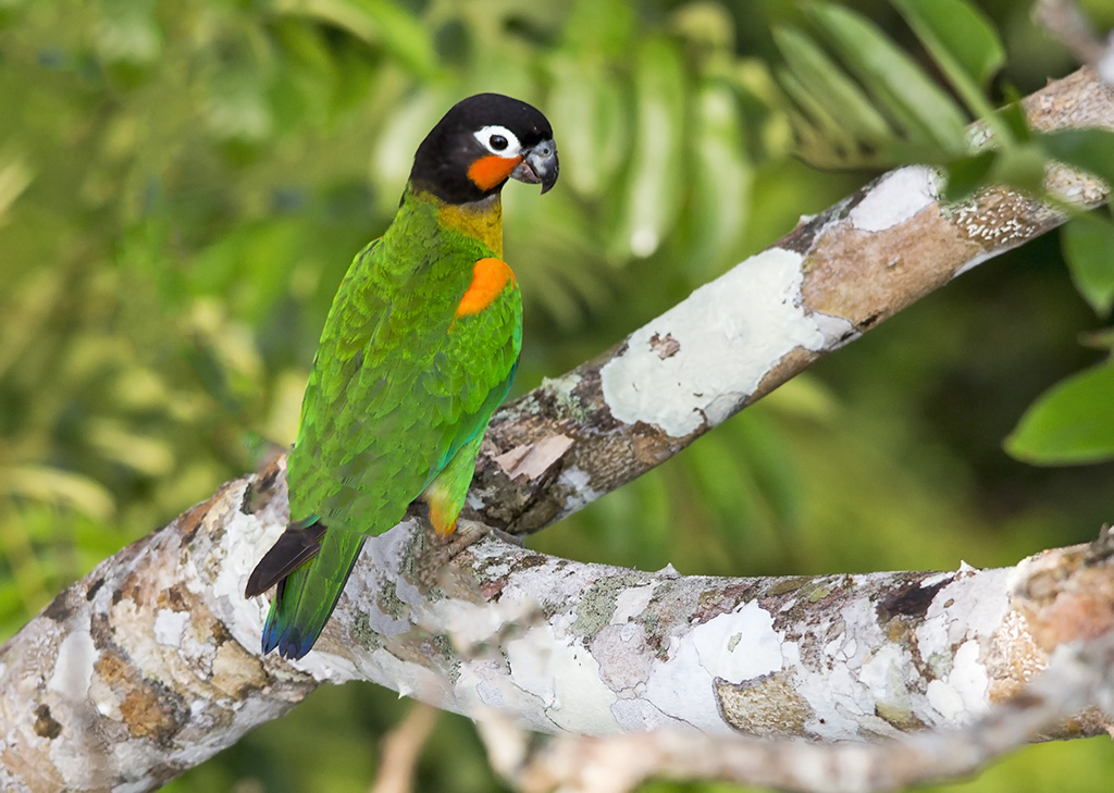 Foto curica-de-bochecha-laranja (Pyrilia barrabandi) Por Henrique ...
