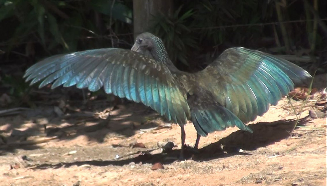 Foto coró-coró (Mesembrinibis cayennensis) Por Paulo C. Ribeiro | Wiki ...