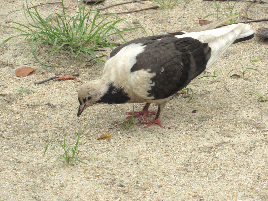 Foto pombo-doméstico (Columba livia) Por Marcello Coimbra | Wiki Aves ...