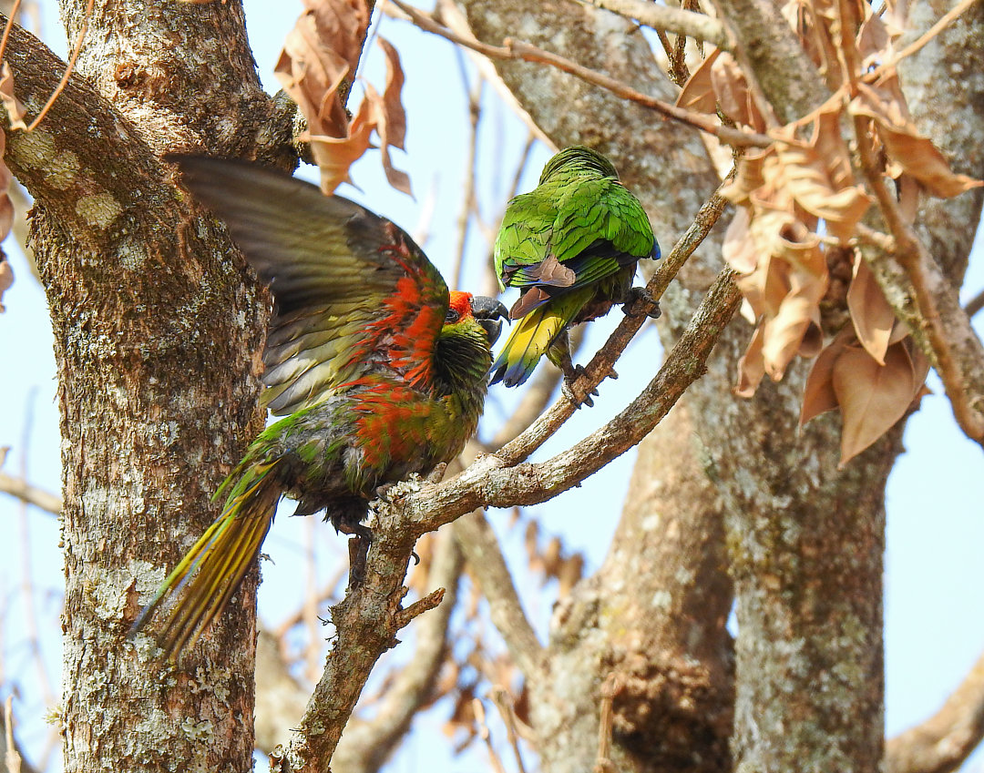 Foto jandaia-de-testa-vermelha (Aratinga auricapillus) Por Lawrence ...