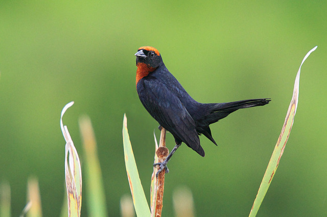 Foto garibaldi (Chrysomus ruficapillus) Por Roberto Gallacci | Wiki ...