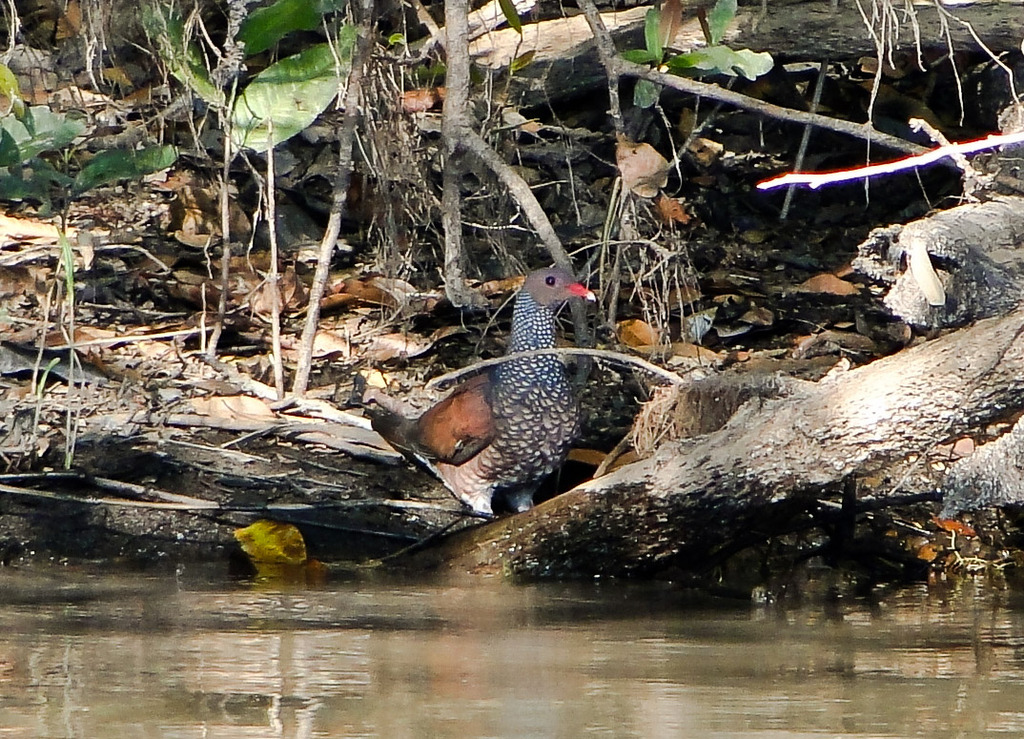 Foto pomba-trocal (Patagioenas speciosa) Por Daniel Cajuru | Wiki Aves ...