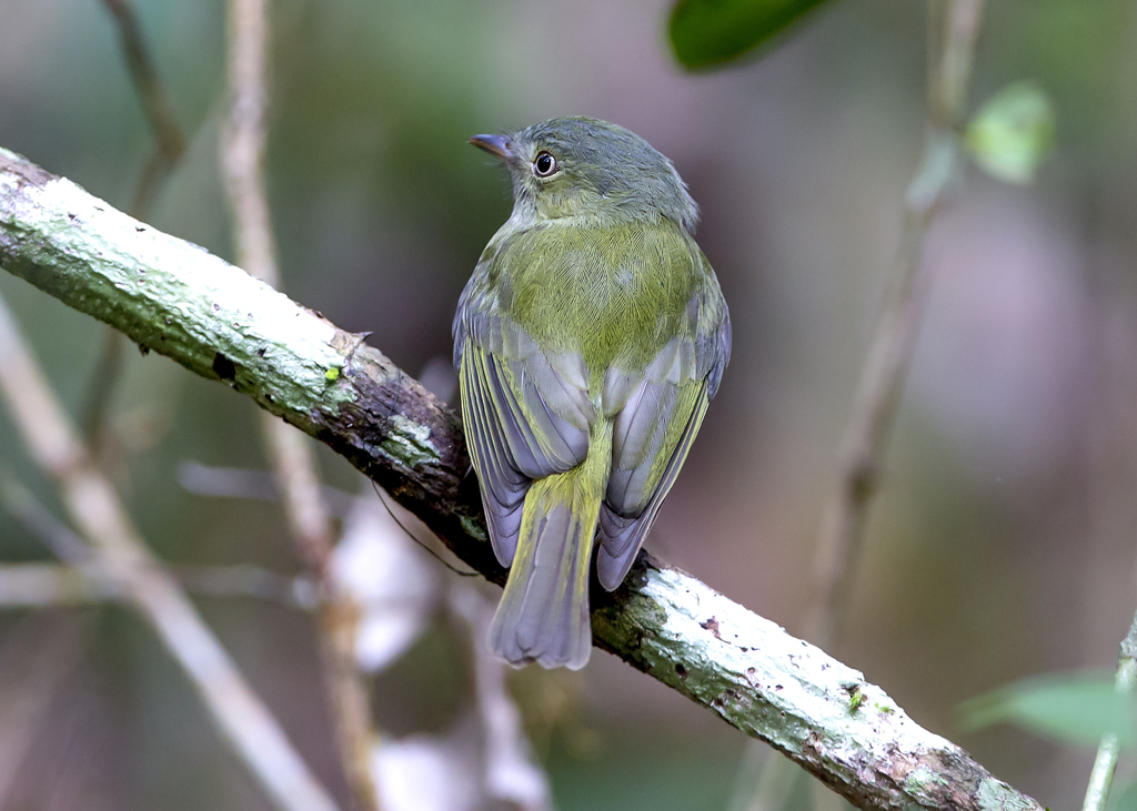 Foto fruxu-baiano (Neopelma aurifrons) Por André Luiz Briso | Wiki Aves ...