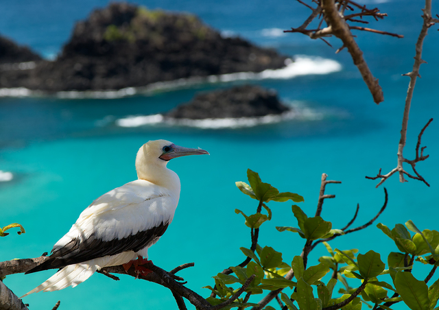 atobá-de-pé-vermelho (Sula sula) | WikiAves - A Enciclopédia das Aves ...