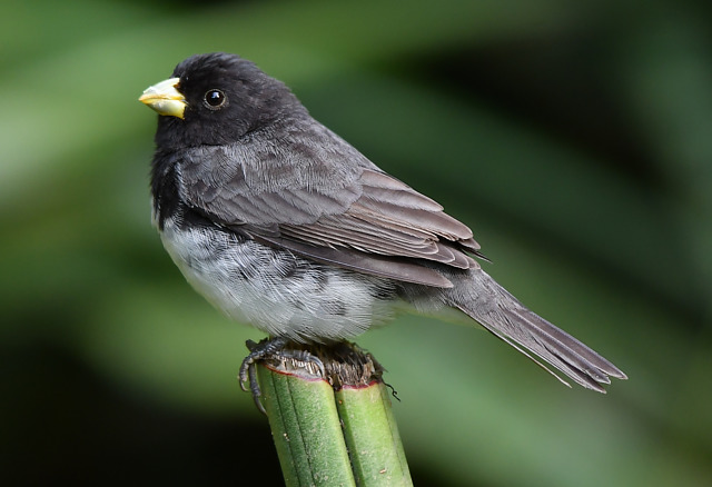 Foto papa-capim-de-costas-cinza (Sporophila ardesiaca) Por Karolina ...