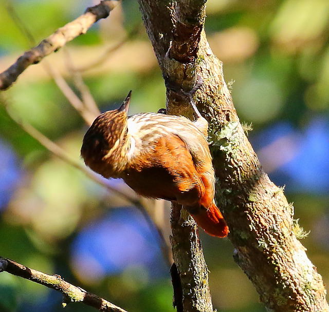 Foto bico-virado-carijó (Xenops rutilans) Por Mats Hildeman | Wiki Aves ...