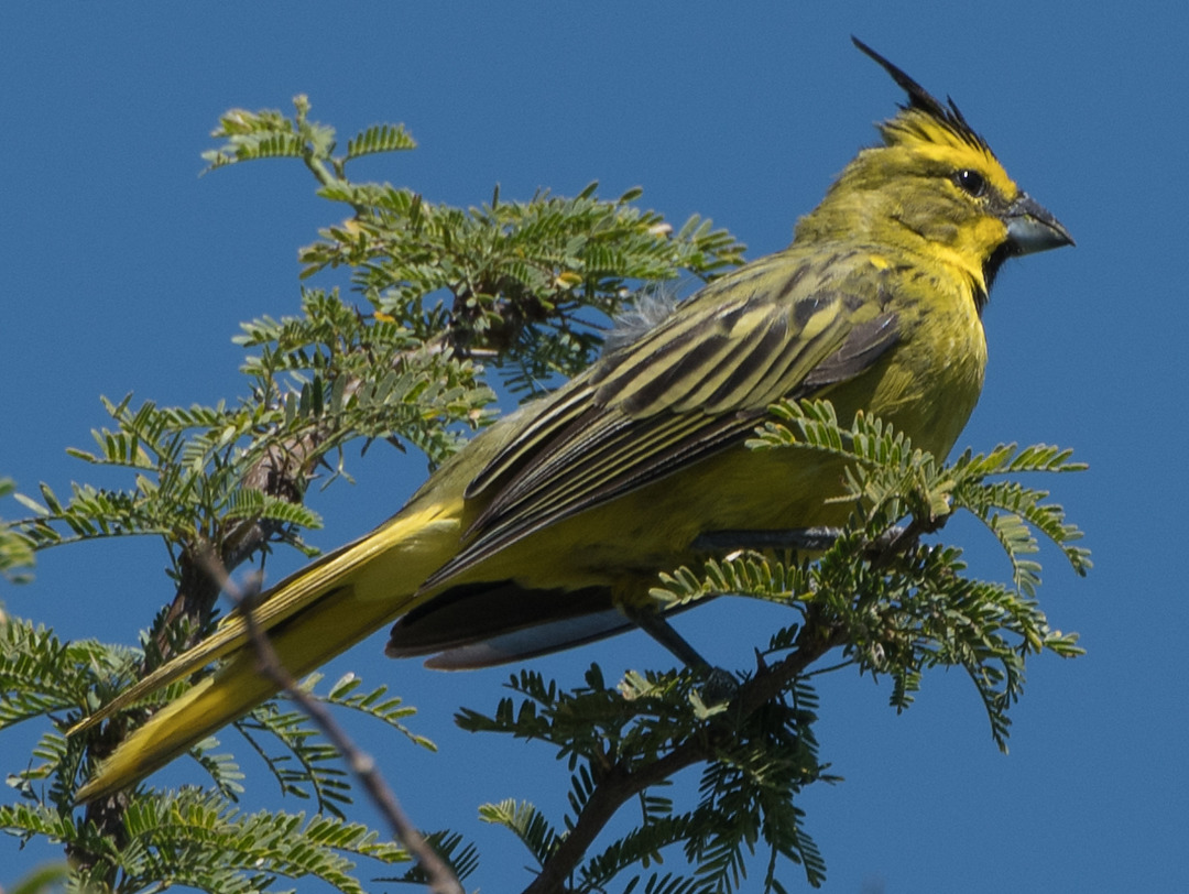 Foto cardeal-amarelo (Gubernatrix cristata) Por Marcelo Fernandes ...