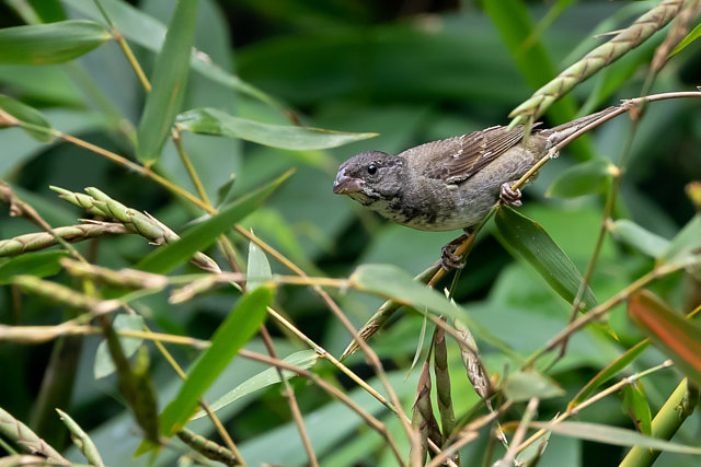 Foto pixoxó (Sporophila frontalis) Por Jordalton Oliveira | Wiki Aves ...