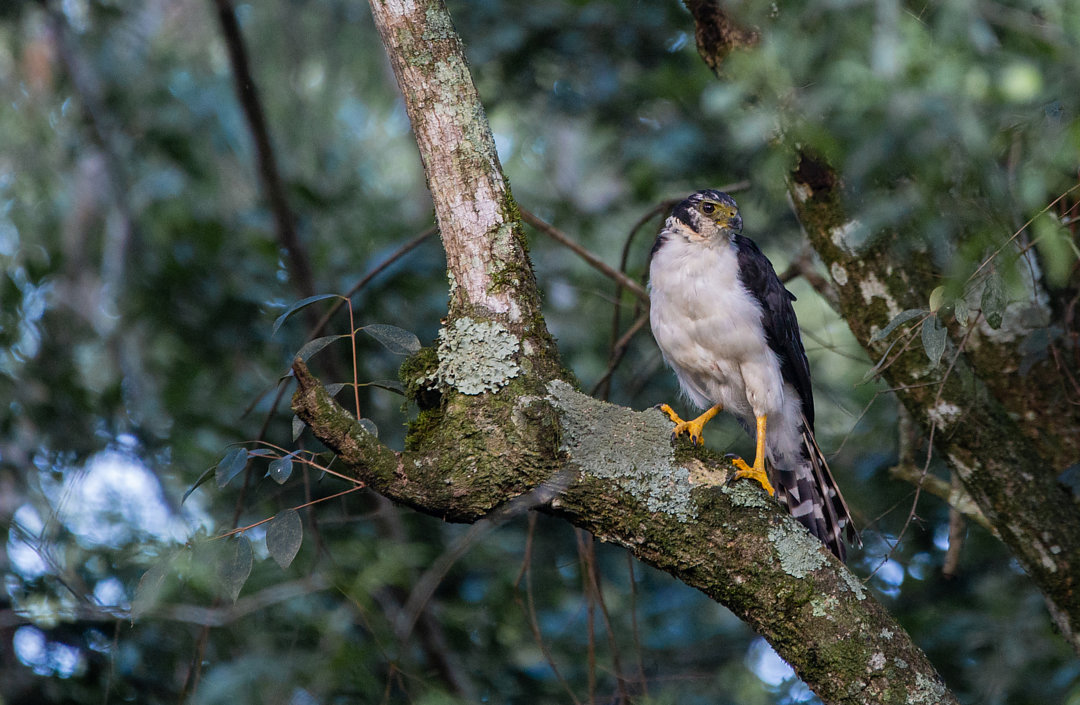 Foto falcão-relógio (Micrastur semitorquatus) Por Gabriel Brutti | Wiki ...