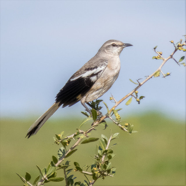 Foto calhandra-de-três-rabos (Mimus triurus) Por Genival Carvalho ...