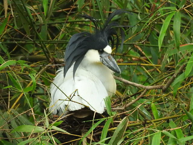 Foto arapapá (Cochlearius cochlearius) Por Douglas Santos (Guia Campos ...