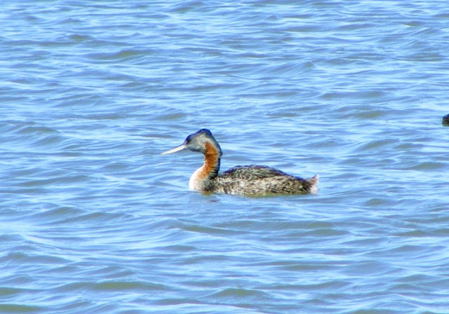 Foto mergulhão-grande (Podicephorus major) Por Jean Jr Barcik | Wiki ...
