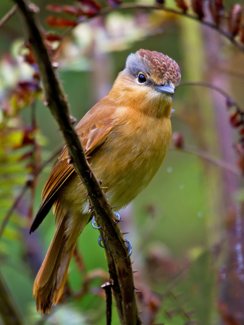 caneleiro (Pachyramphus castaneus) | WikiAves - A Enciclopédia das Aves ...