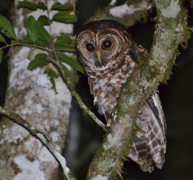 Foto coruja-listrada (Strix hylophila) Por Carlos Eduardo Agne | Wiki ...