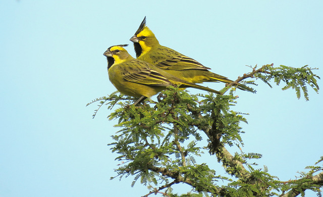 Foto cardeal-amarelo (Gubernatrix cristata) Por Caio Belleza | Wiki ...