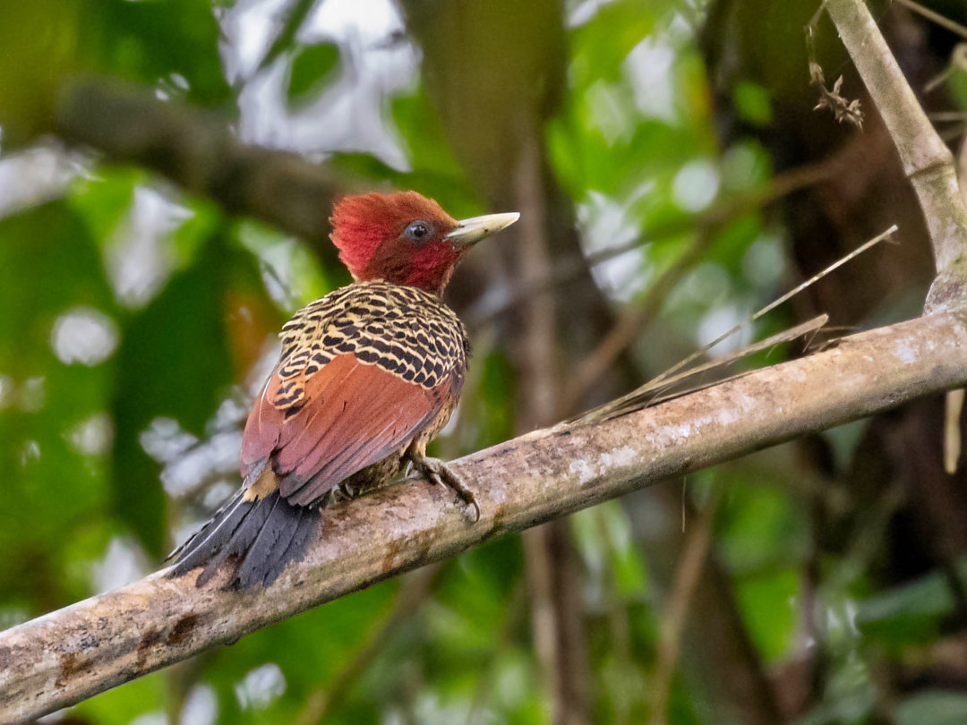 Foto pica-pau-lindo (Celeus spectabilis) Por Hector Bottai | Wiki Aves ...