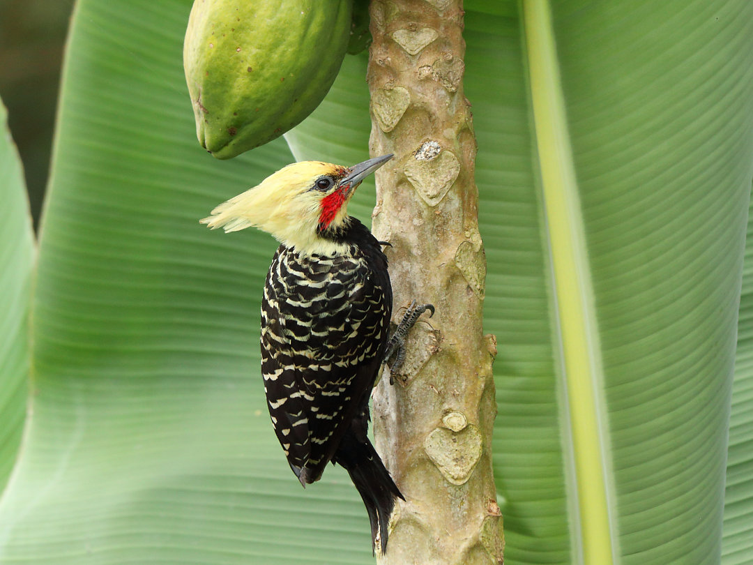 Foto pica-pau-de-cabeça-amarela (Celeus flavescens) Por Jose G ...