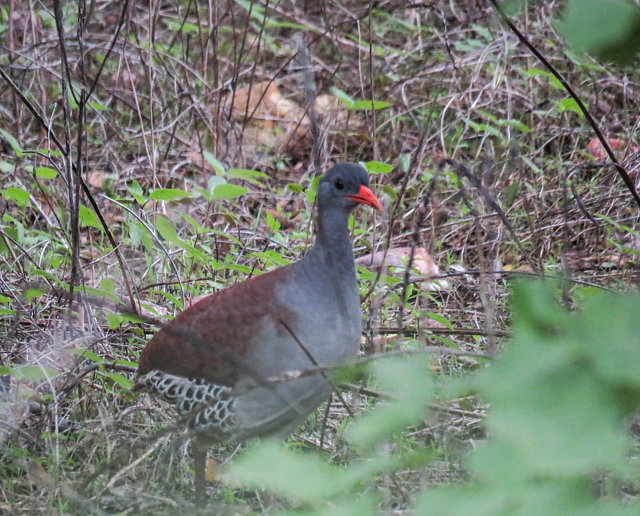 Foto inhambu-chintã (Crypturellus tataupa) Por Alan Glauco | Wiki Aves ...