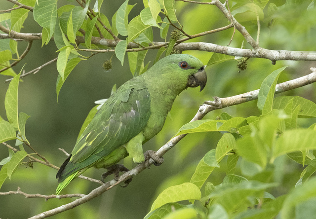 curica-verde (Graydidascalus brachyurus) | WikiAves - A Enciclopédia ...