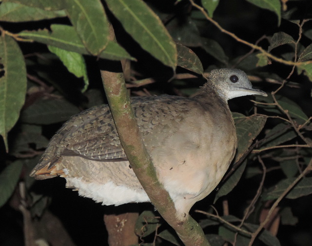 Foto inhambu-galinha (Tinamus guttatus) Por Jailson Martins 3 | Wiki ...