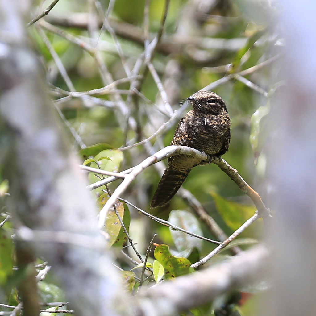 Foto acurana (Hydropsalis climacocerca) Por Izaias Silva | Wiki Aves ...