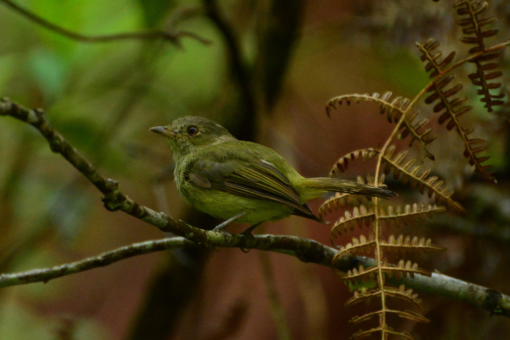 Foto fruxu (Neopelma chrysolophum) Por Jean Jr Barcik | Wiki Aves - A ...
