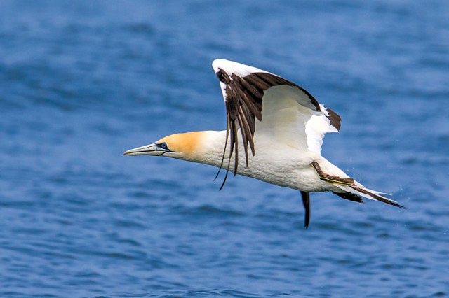 atobá-australiano (Morus serrator) | WikiAves - A Enciclopédia das Aves ...