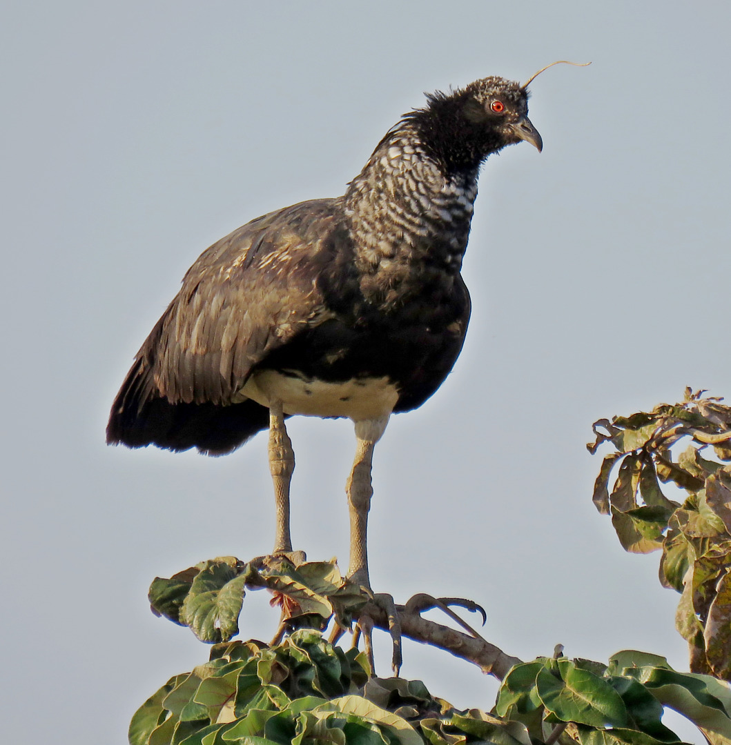 Foto anhuma (Anhima cornuta) Por Ivo Zecchin | Wiki Aves - A ...
