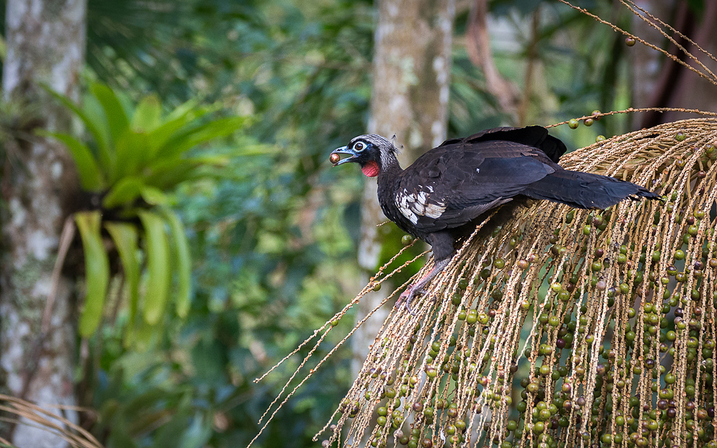 Foto jacutinga (Aburria jacutinga) Por Ivan Marques Campos | Wiki Aves ...